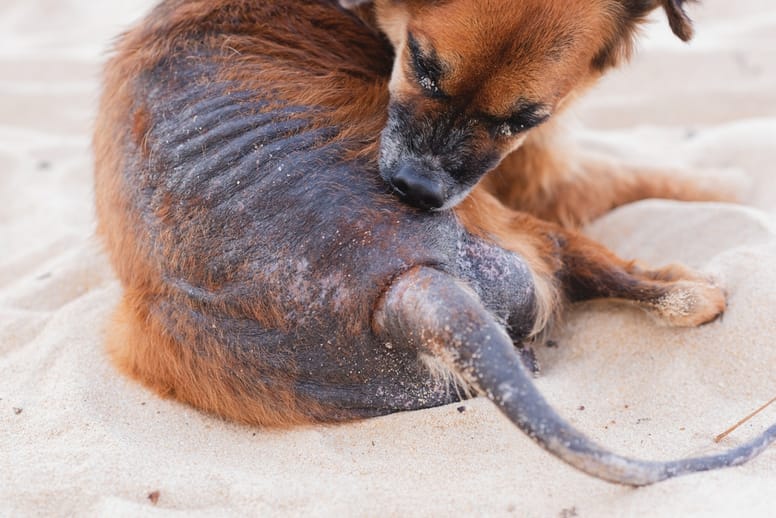 A mi perro se le pela la cola: causas y remedios
